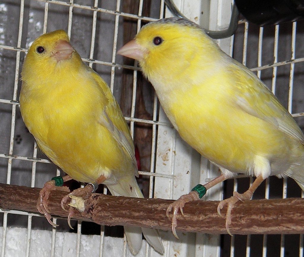 IG Kanarien und Wildvögel – VZE Vogelwelt